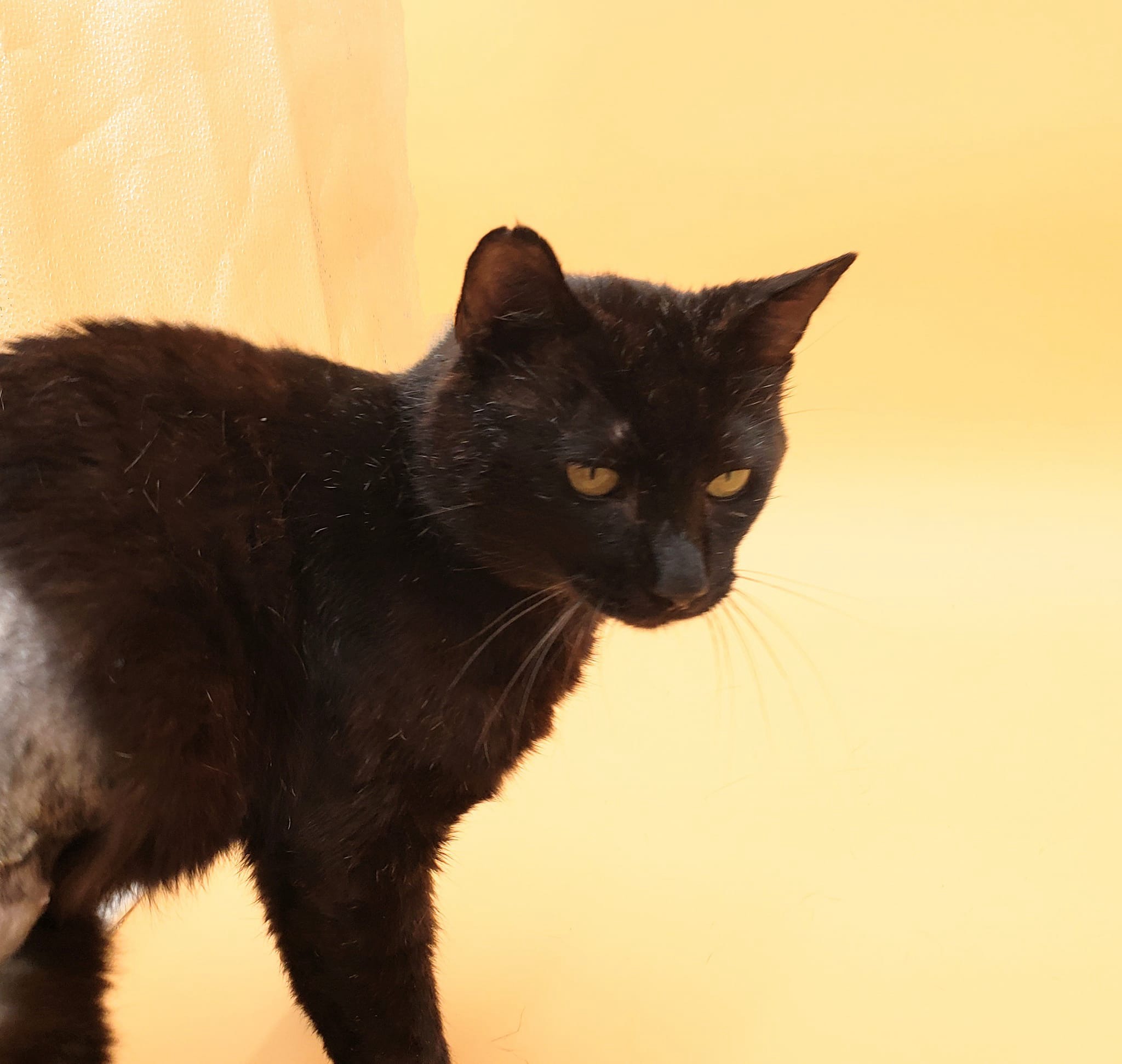 Our Current Adoptables – Rescue One