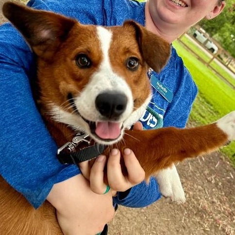 Dog for adoption - Lemon Drop Is the itty bitty wigglebutt who loves ...