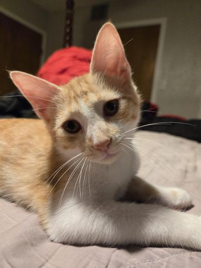 Cat for adoption - Fanta & Faygo, a Tabby & Domestic Short Hair Mix in ...