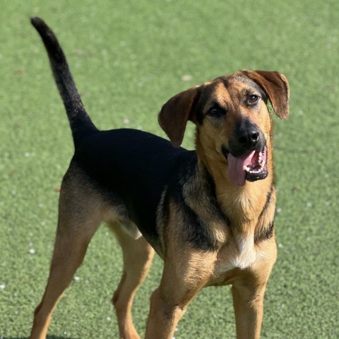 Dog for adoption - Tatum 6118, a Hound Mix in Alexandria, VA | Petfinder