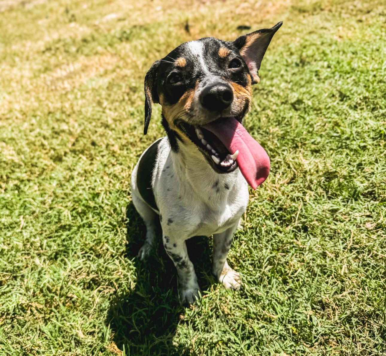 Dog for adoption - Velma, a Hound & Dachshund Mix in Atlanta, GA ...