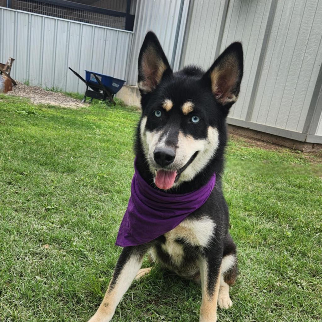 Dog for adoption - Sonya JuM, a Husky Mix in Wheeling, WV | Petfinder