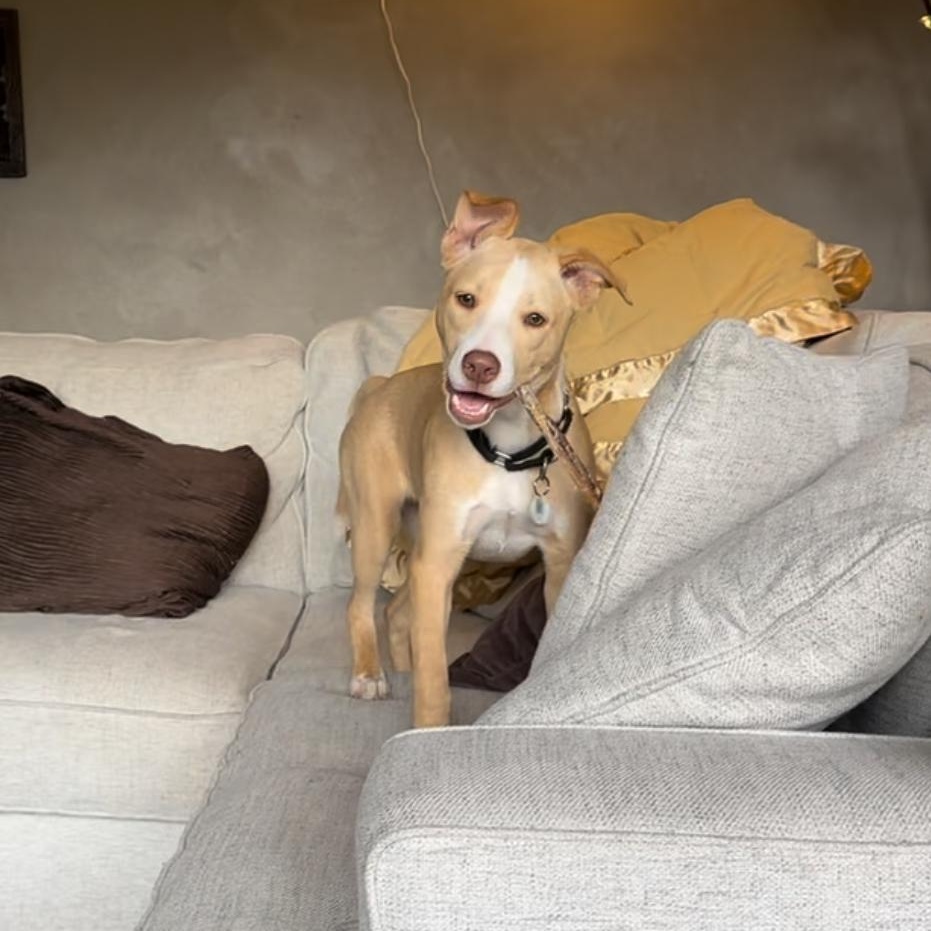 Dog for adoption - Sabrina Carpenter, a Labrador Retriever & Catahoula ...