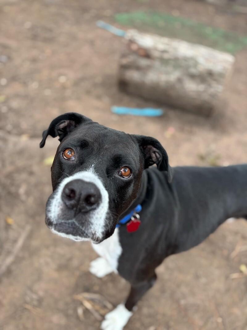 Dog for adoption - Kobi Smith Mr. Loveable, a Black Labrador Retriever & American Staffordshire ...
