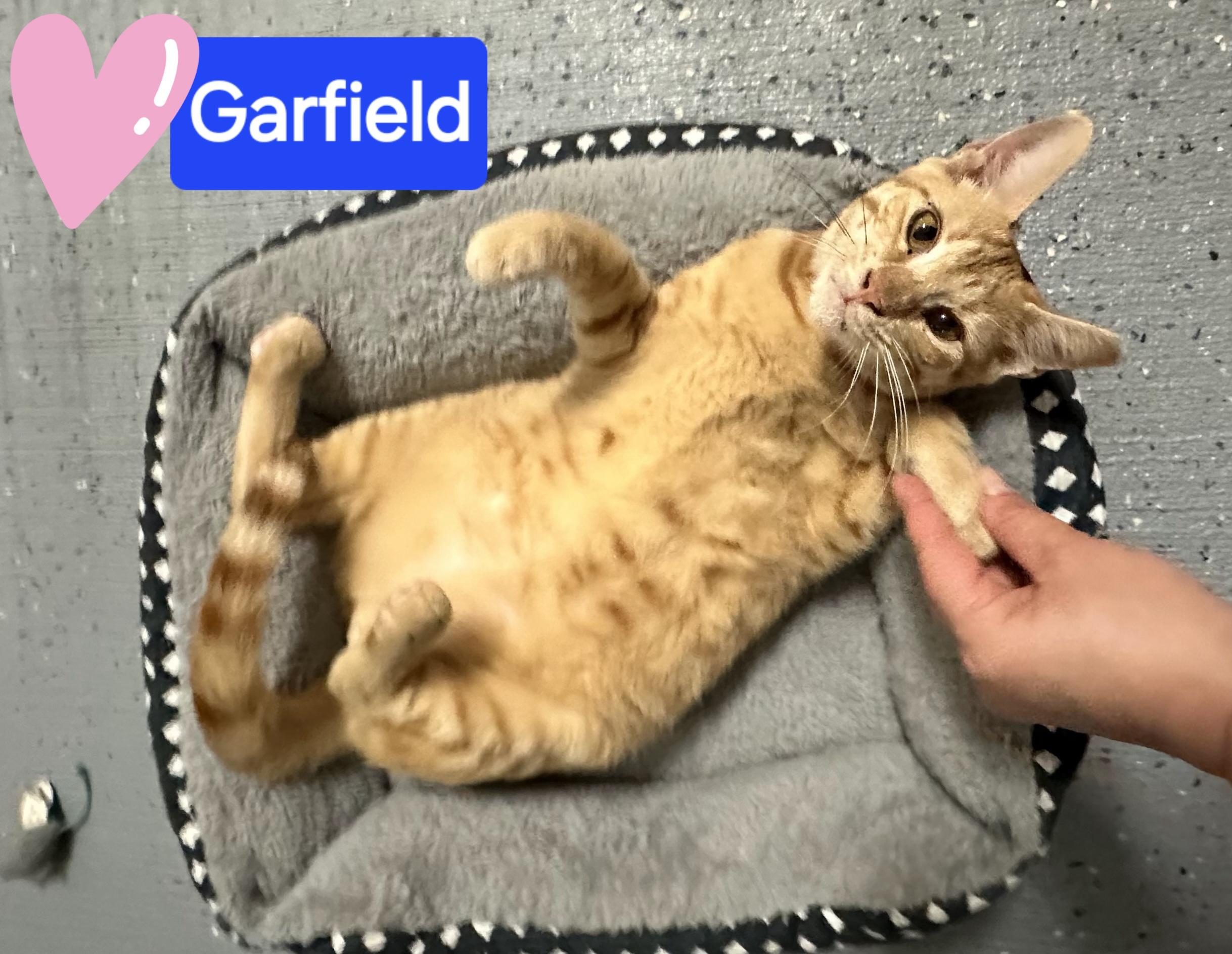 Cat for adoption - Garfield, a Tabby in Houston, TX | Petfinder
