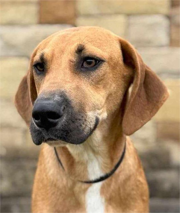 Dog for adoption - Polo, a Great Dane & Labrador Retriever Mix in Brattleboro, VT | Petfinder