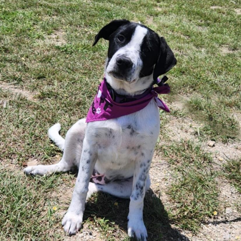 Dog for adoption - Fiona CI, a Great Pyrenees & Border Collie Mix in ...