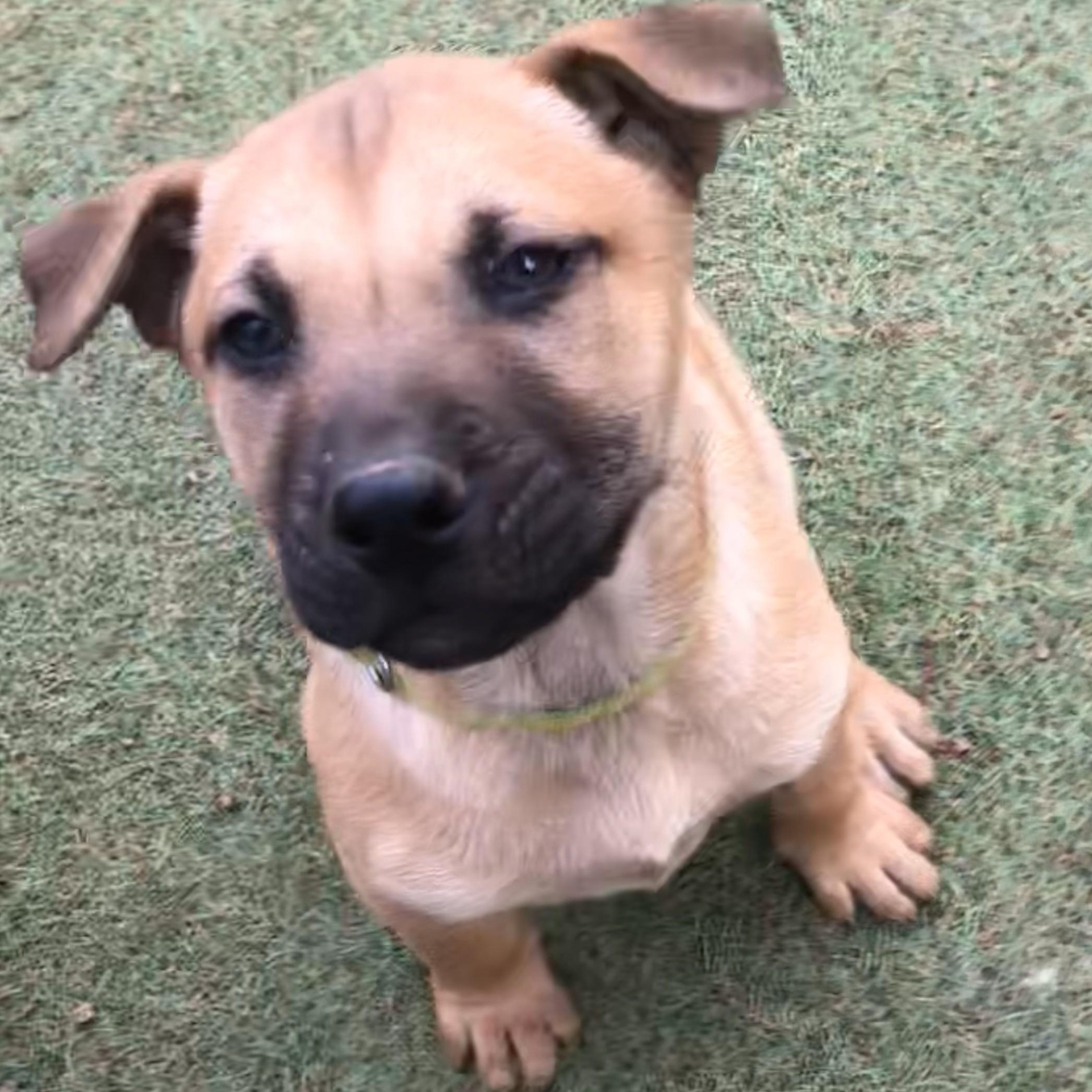 Dog for adoption - coming soon~ Chester, a Shepherd Mix in Briarcliff ...