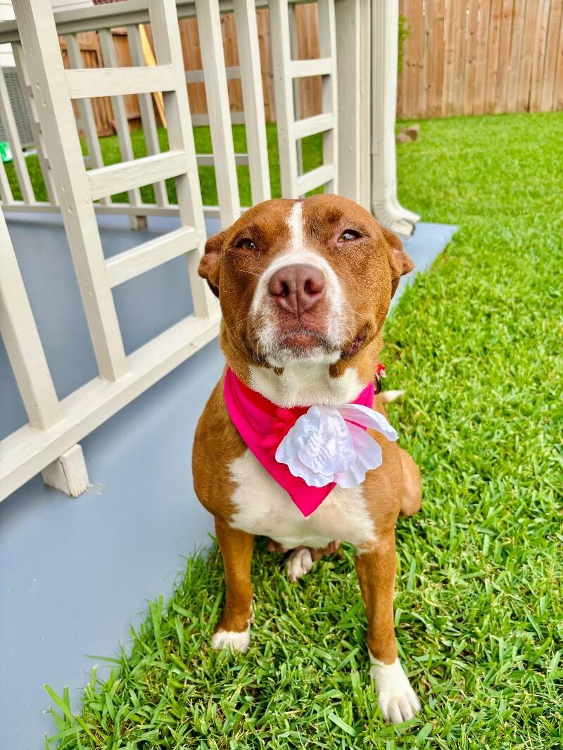 Dog for adoption - Paisley Princess Pittie Pie, a Pit Bull Terrier Mix ...