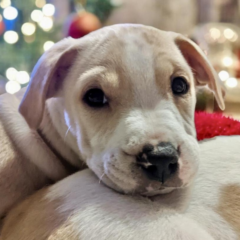 Dog for adoption - Fancy, a Mixed Breed in Albany, NY | Petfinder