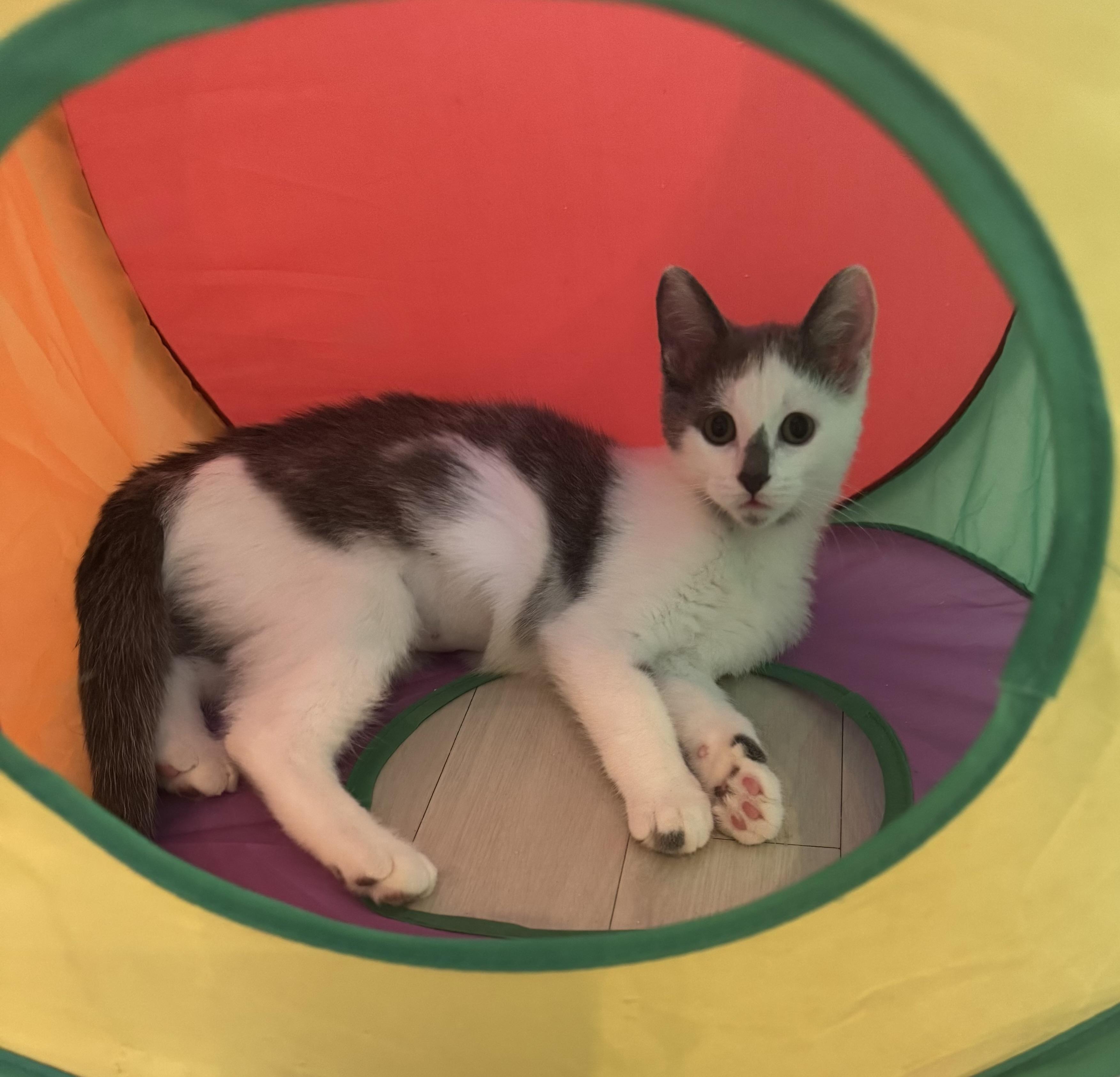 Cat for adoption - Zelda, a Domestic Short Hair in Saginaw, MI | Petfinder