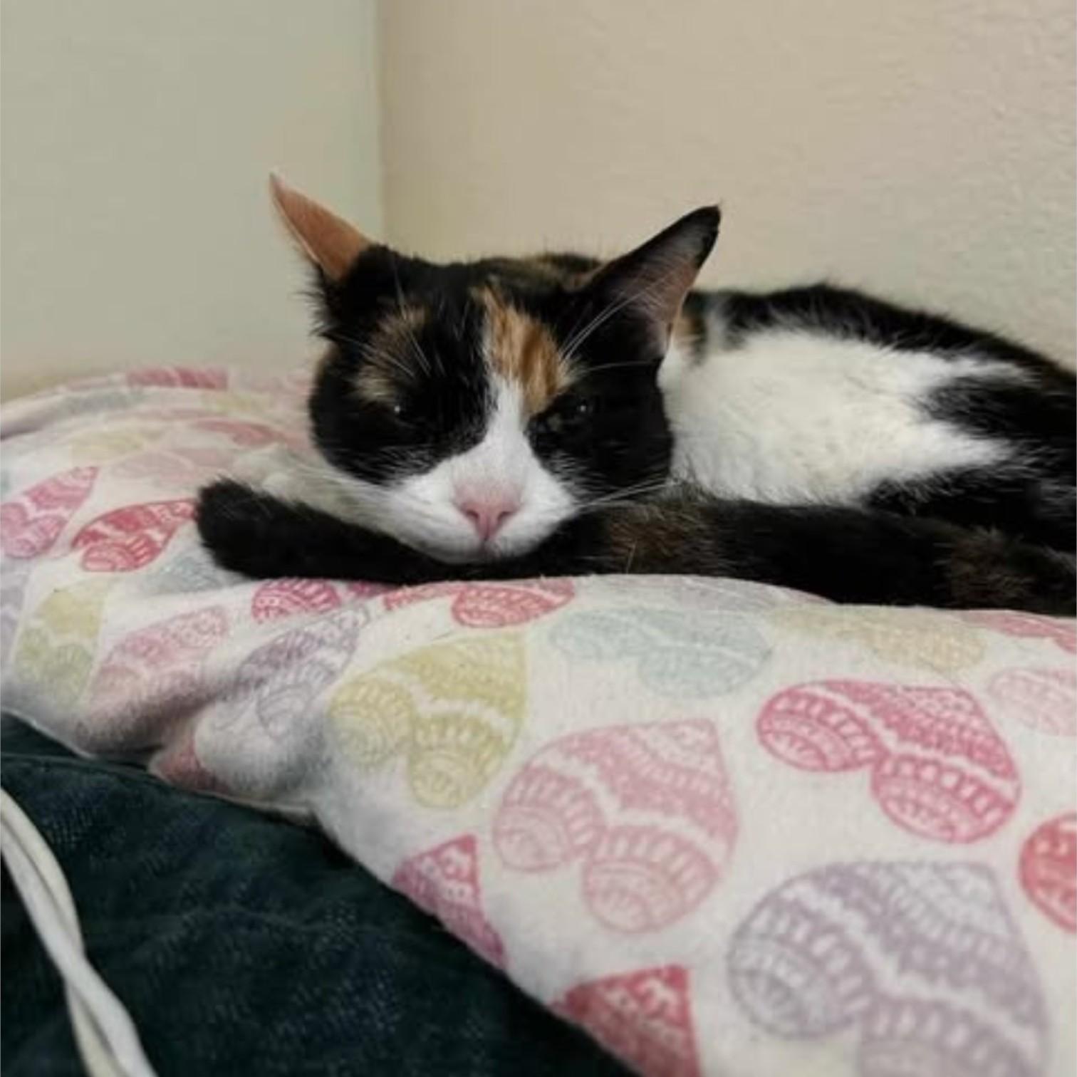 Cat for adoption - Esme, a Calico & Domestic Short Hair Mix in Kansas ...