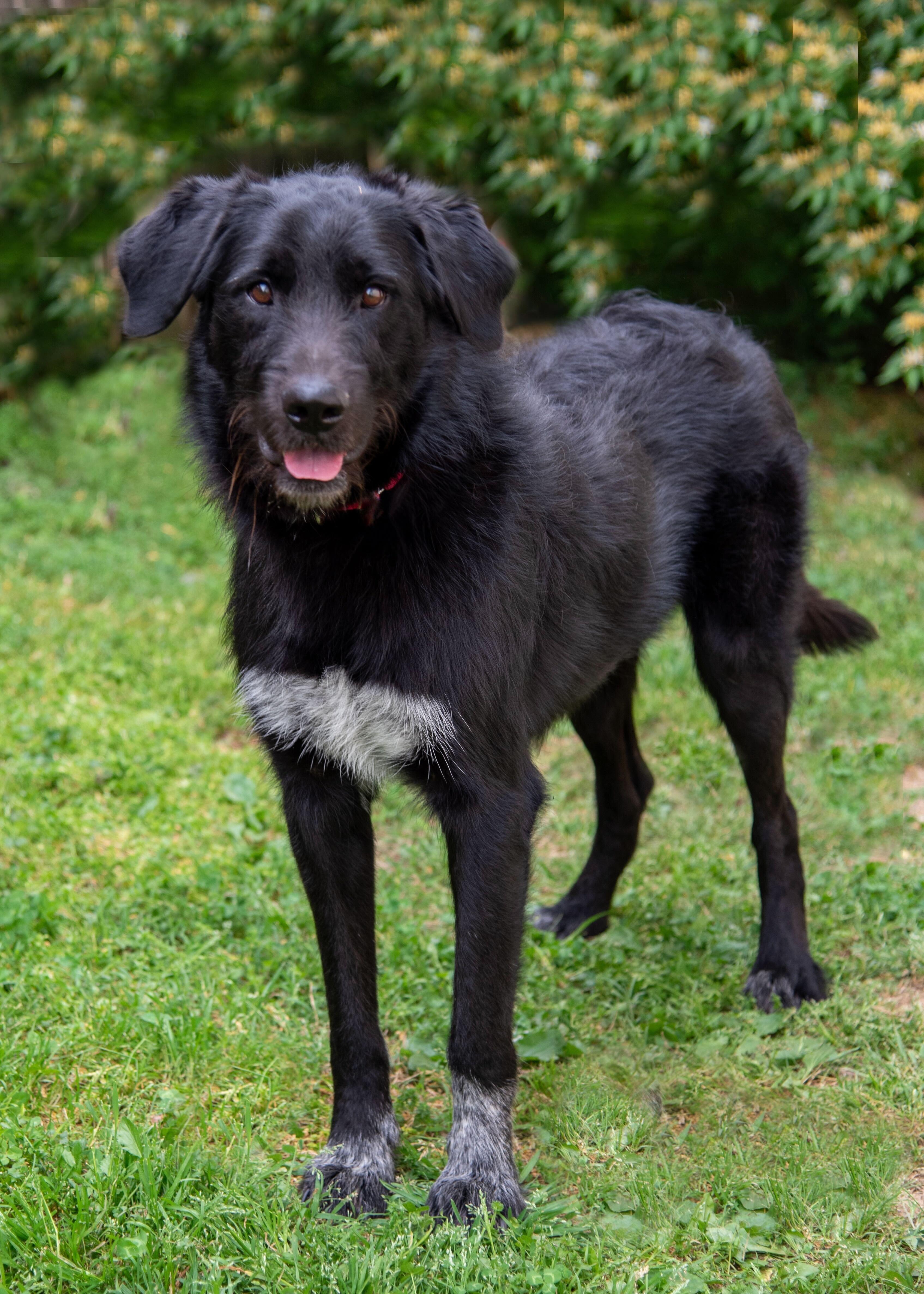 Dog for adoption - Flipper, a Bearded Collie Mix in Elkridge, MD ...