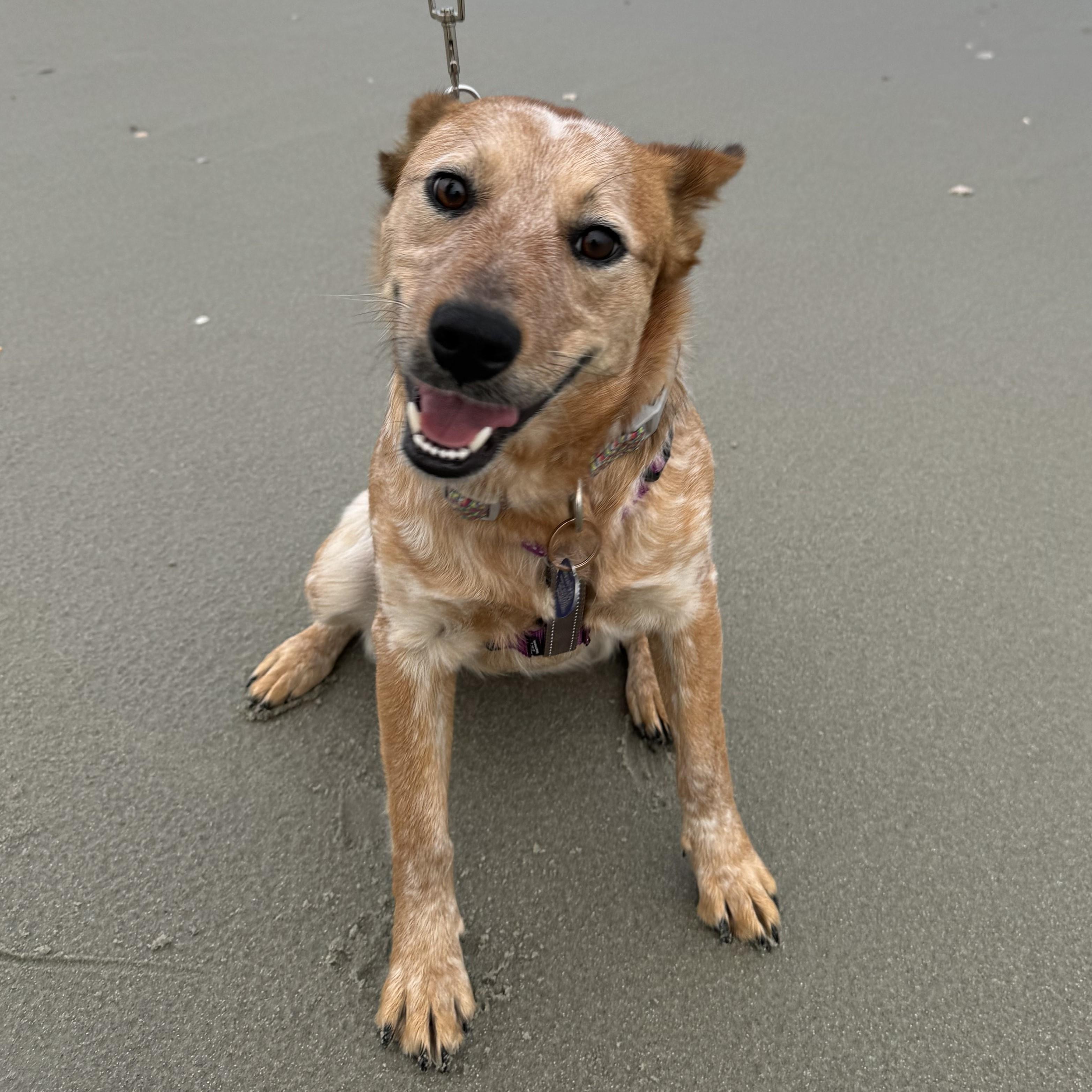 Dog for adoption - Matilda, a Cattle Dog Mix in Boothbay, ME | Petfinder