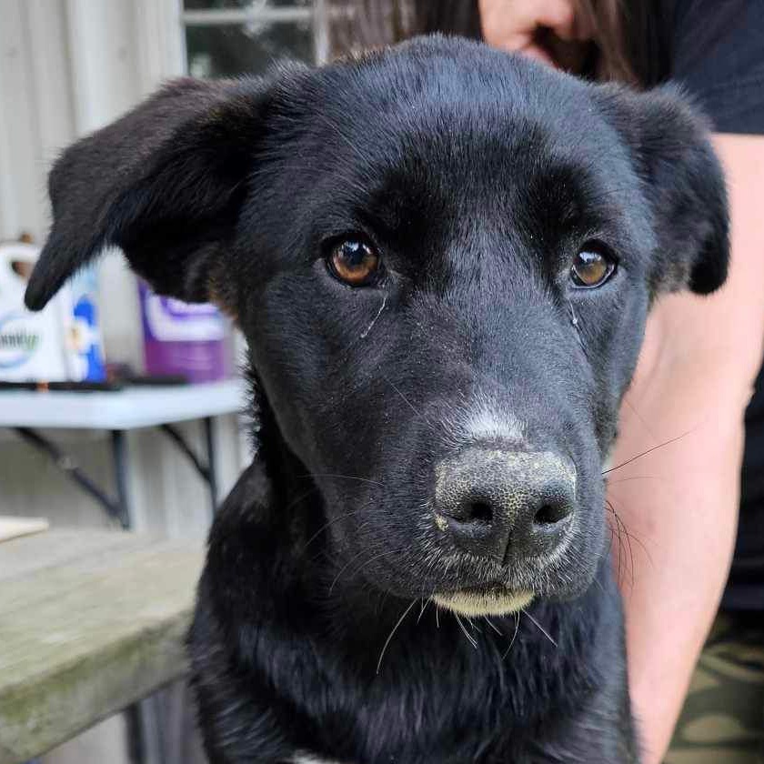 Dog for adoption - Thora, a German Shepherd Dog in Union, KY | Petfinder