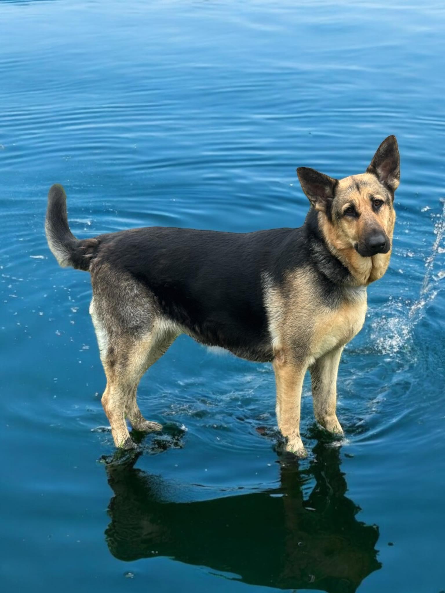 Dog for adoption - Mannie, a German Shepherd Dog in Howe, IN | Petfinder