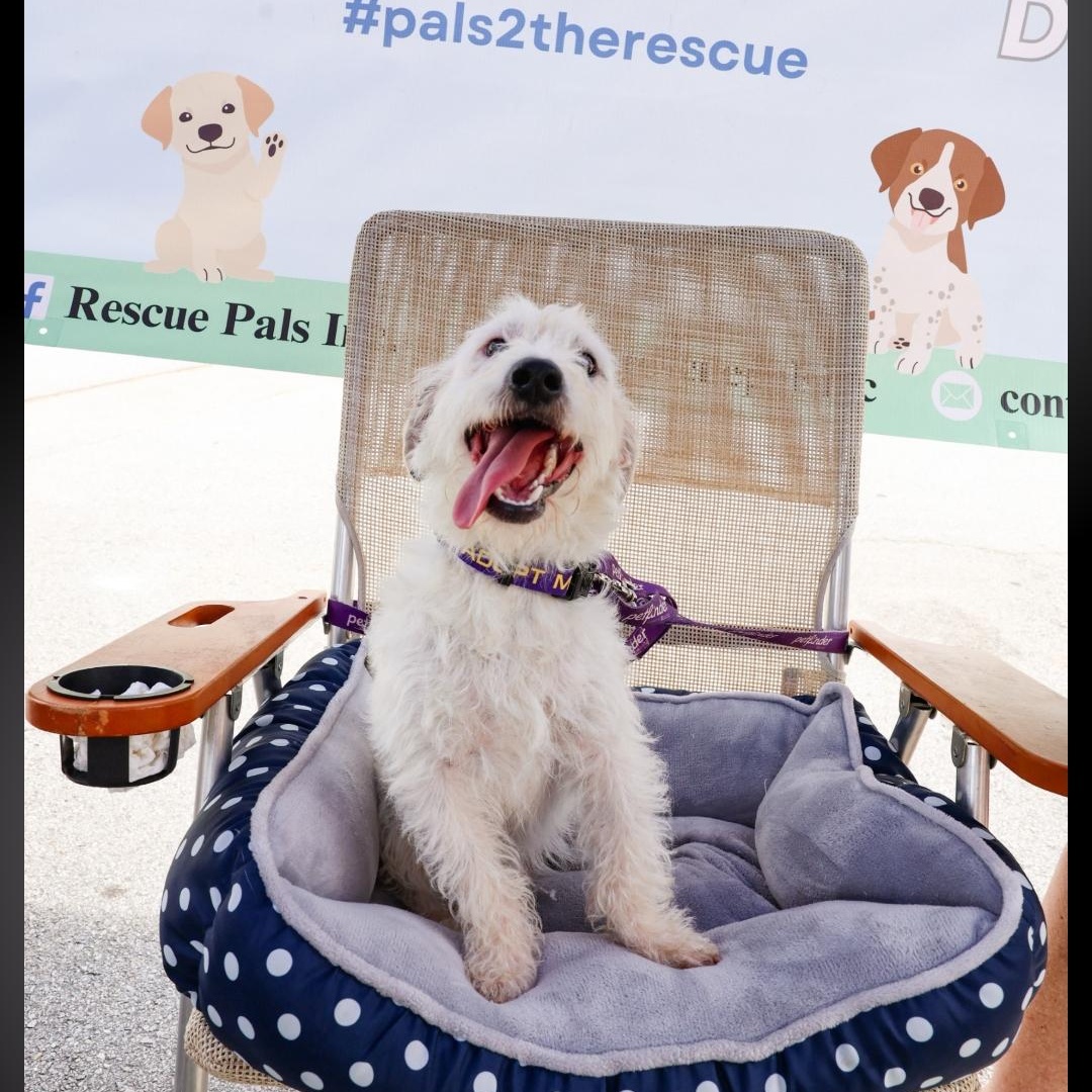 Dog for adoption - Snoopy, a Terrier & Chihuahua Mix in Buford, GA ...