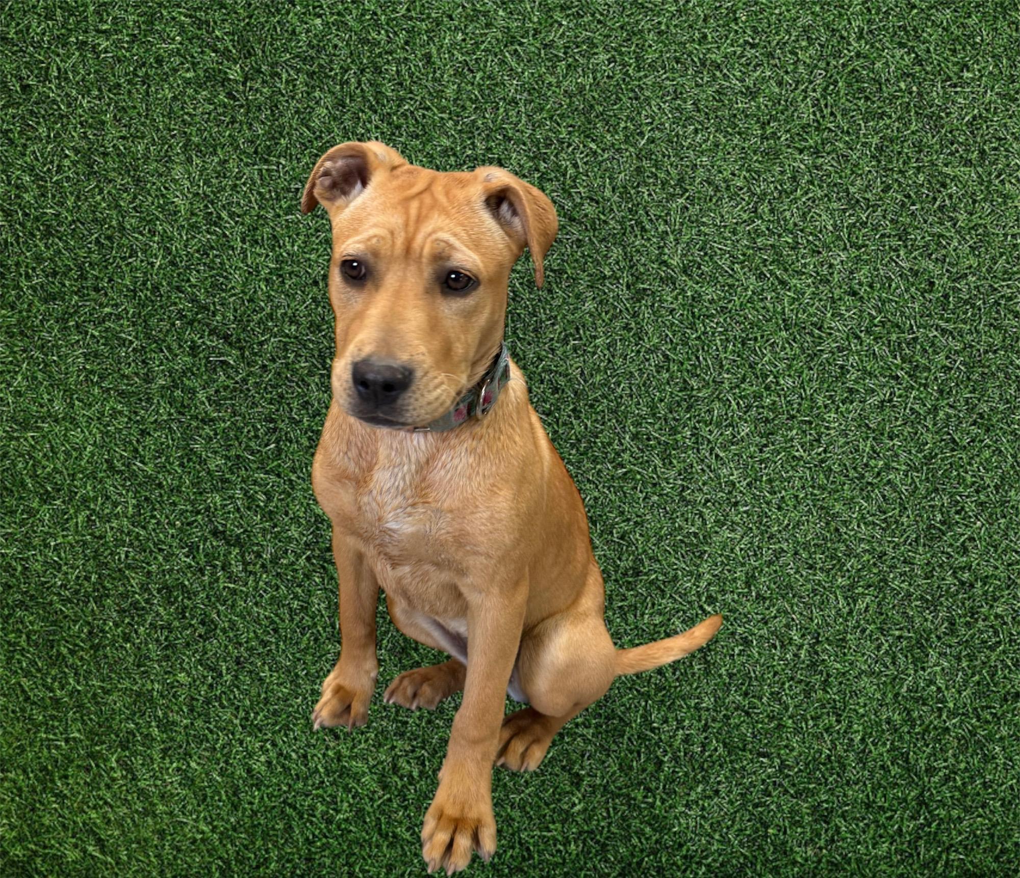 Dog for adoption - Ginger, a Labrador Retriever & Retriever Mix in ...