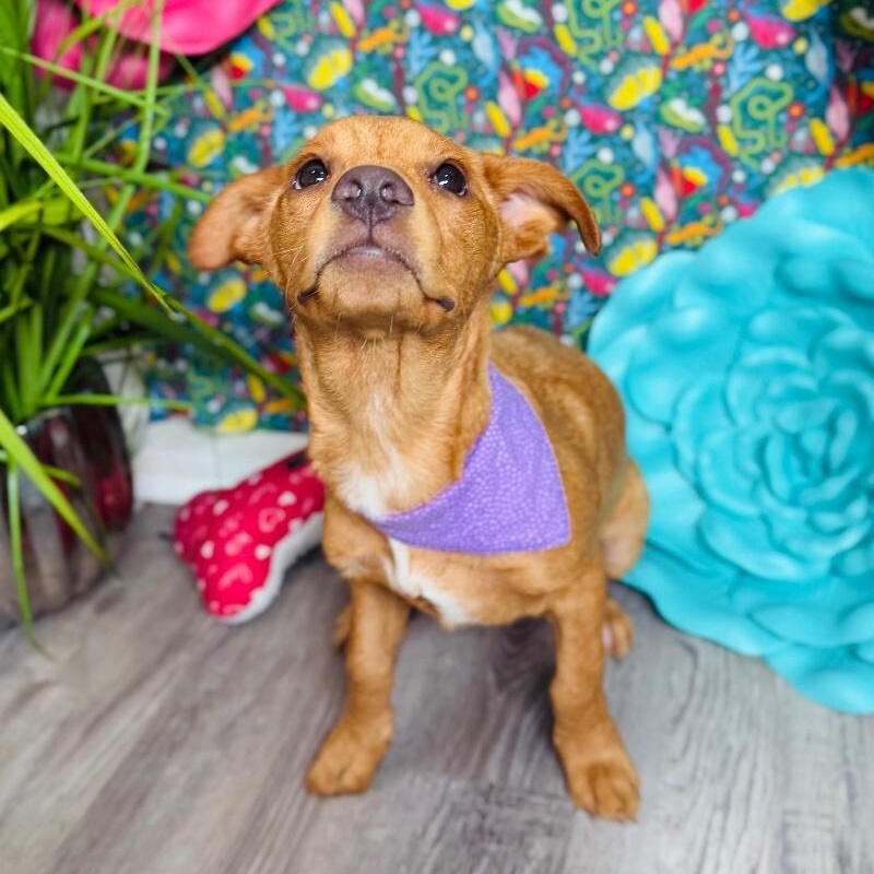 Dog for adoption - Marley Bear, a Dachshund & Labrador Retriever Mix in ...