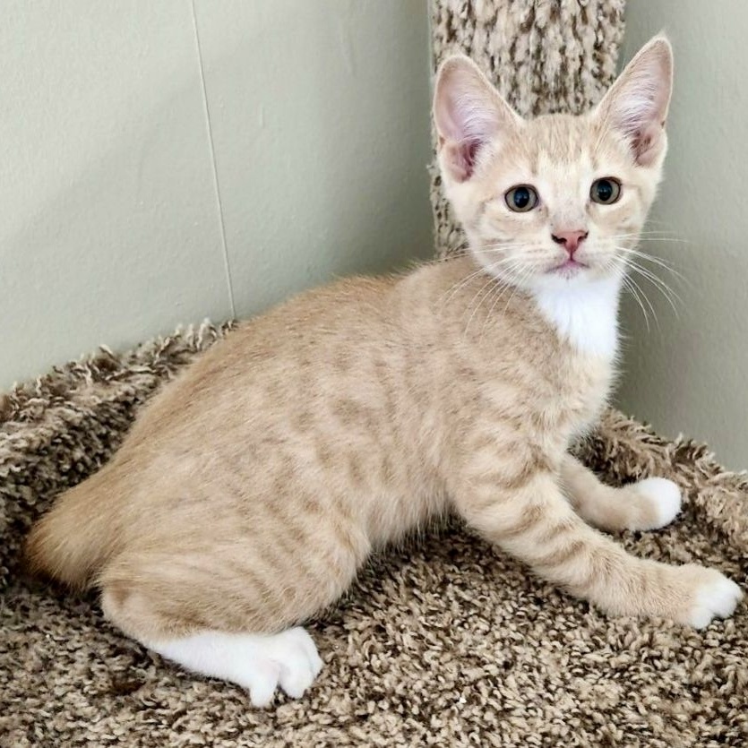 Available Cats and Kittens – Purring Hearts VA