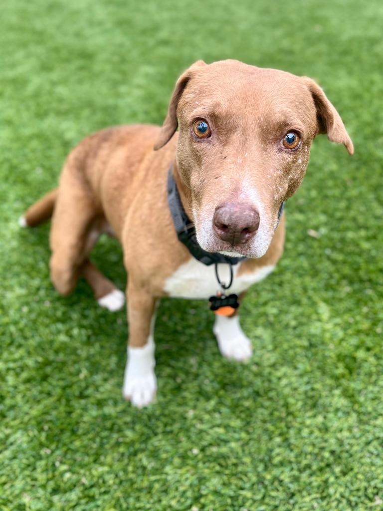 Dog for adoption - Roy, a Mixed Breed in Calgary, AB | Petfinder