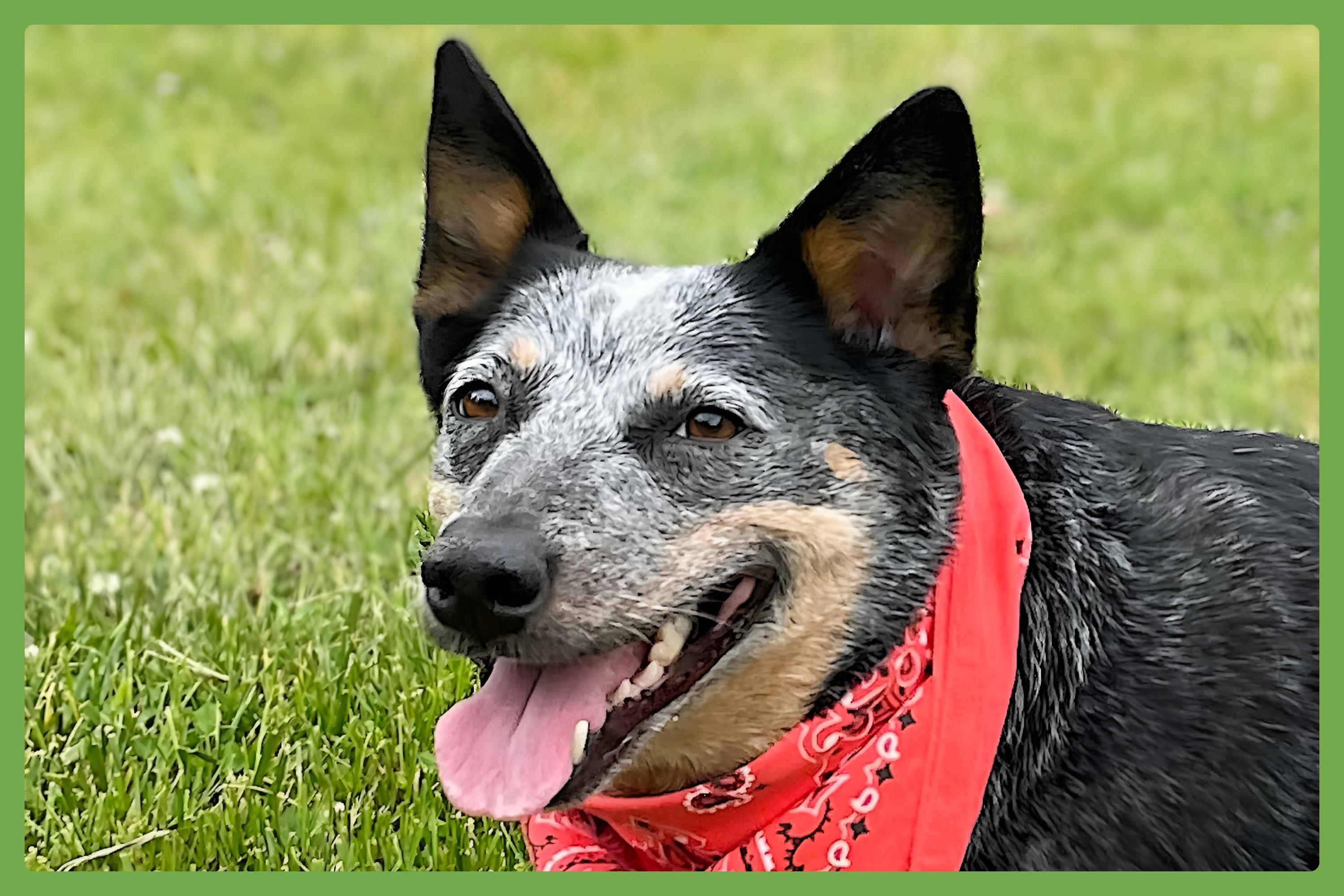 Dog for adoption - Ludy, an Australian Cattle Dog / Blue Heeler in ...