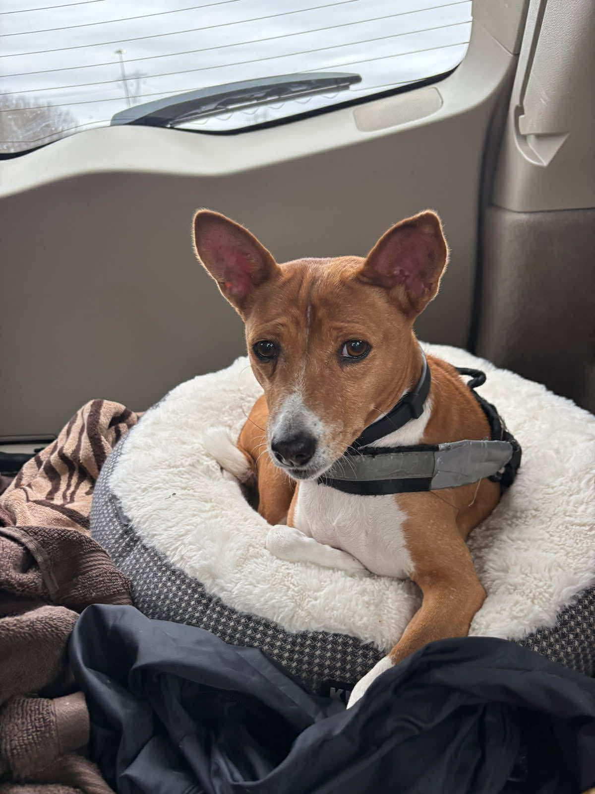 Dog for adoption - Mopar, a Basenji in Richmond, VA | Petfinder