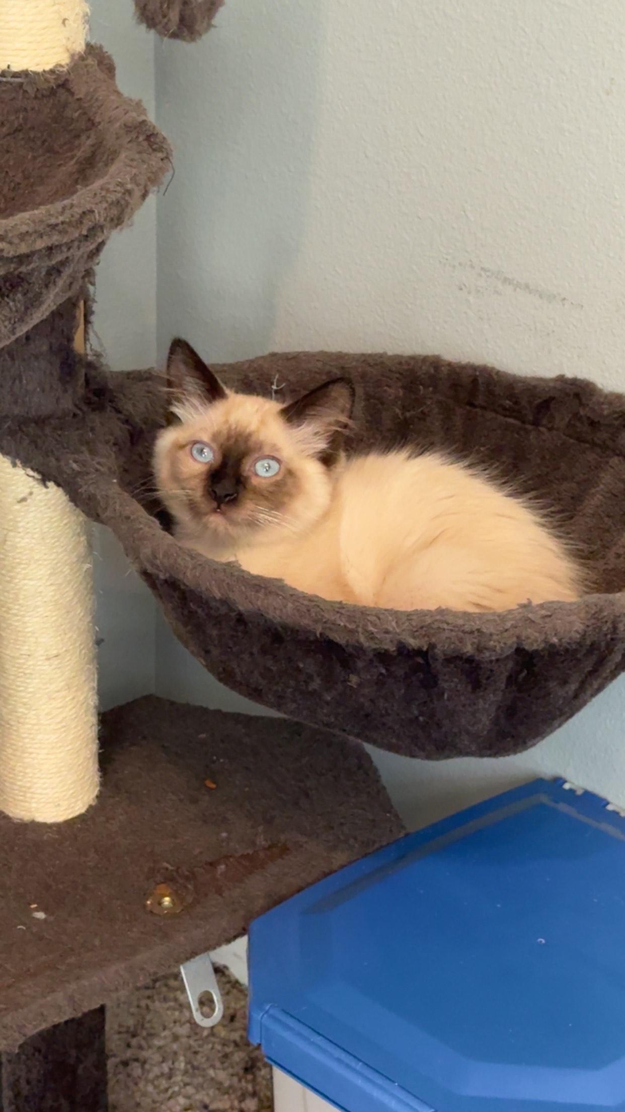 Frost - Adoptable Pet | Petfinder | Petfinder