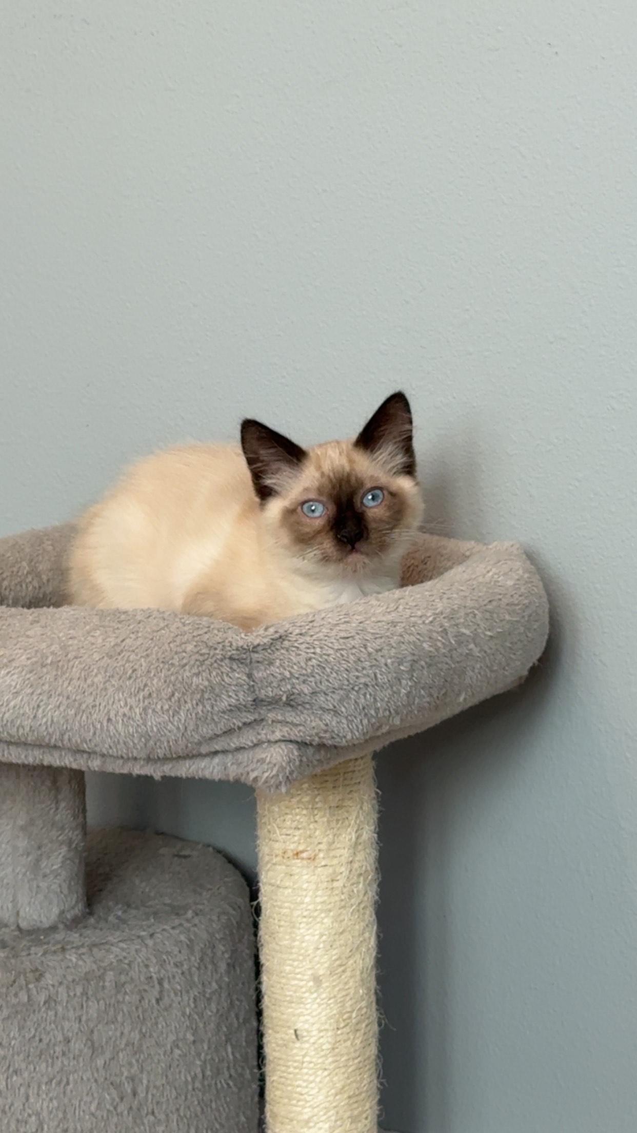 Frost - Adoptable Pet | Petfinder | Petfinder