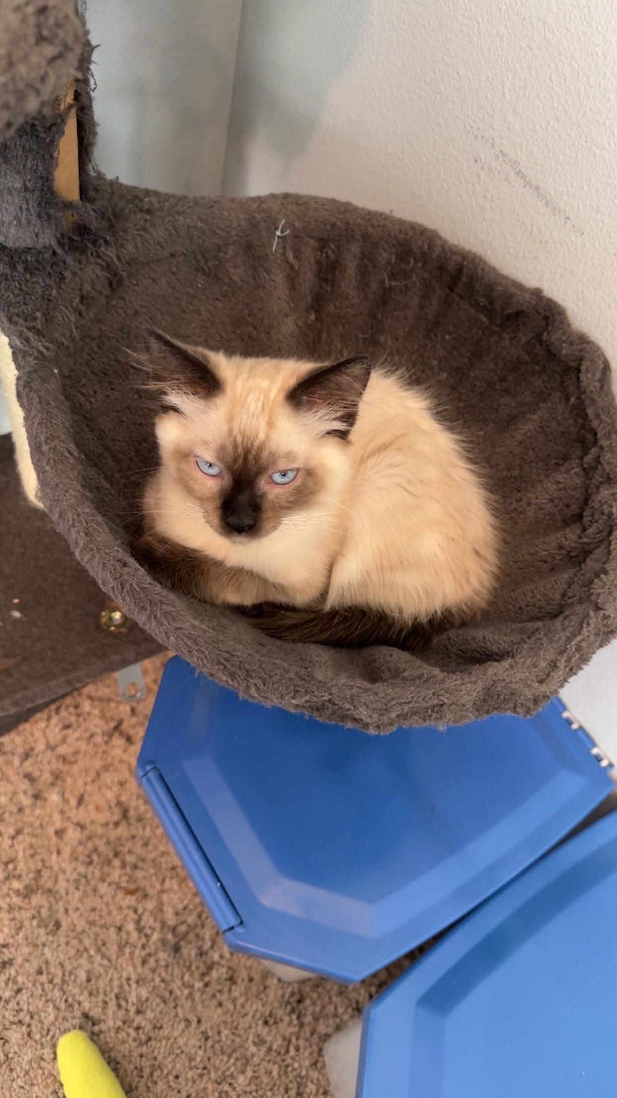 Frost - Adoptable Pet | Petfinder | Petfinder