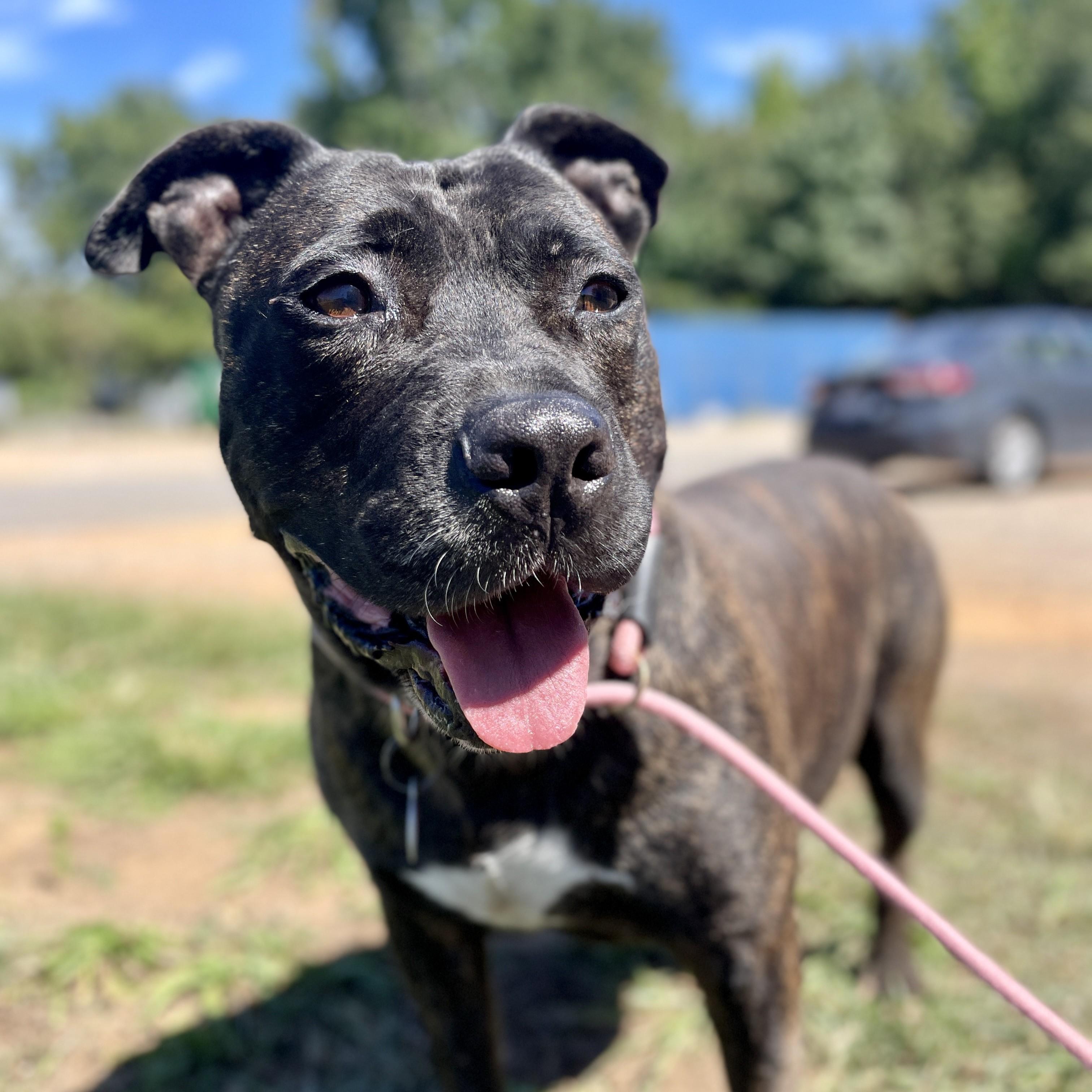 Dog for adoption - Pumbaa, an American Staffordshire Terrier Mix in ...
