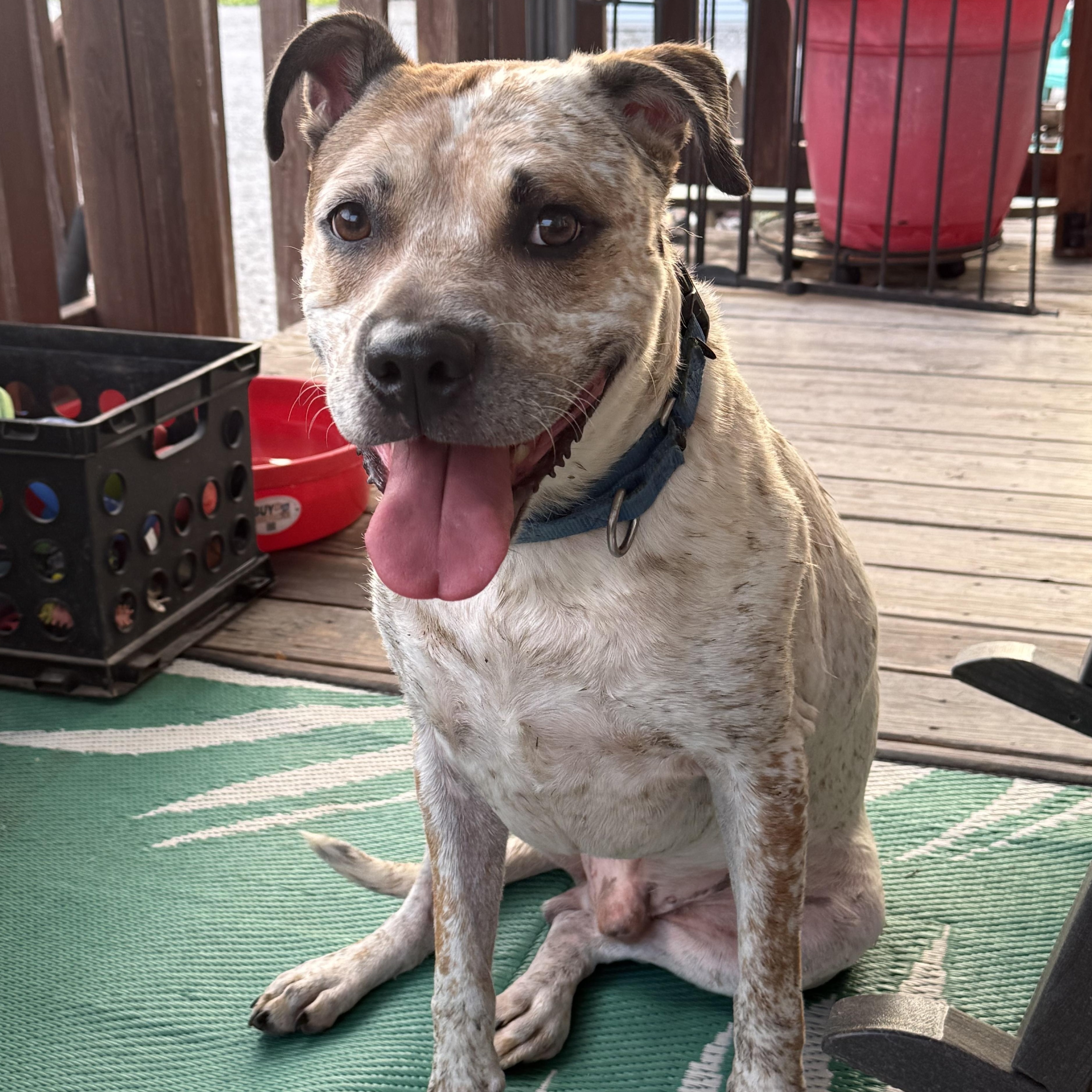 Dog for adoption - Freckles, a Cattle Dog & American Staffordshire ...