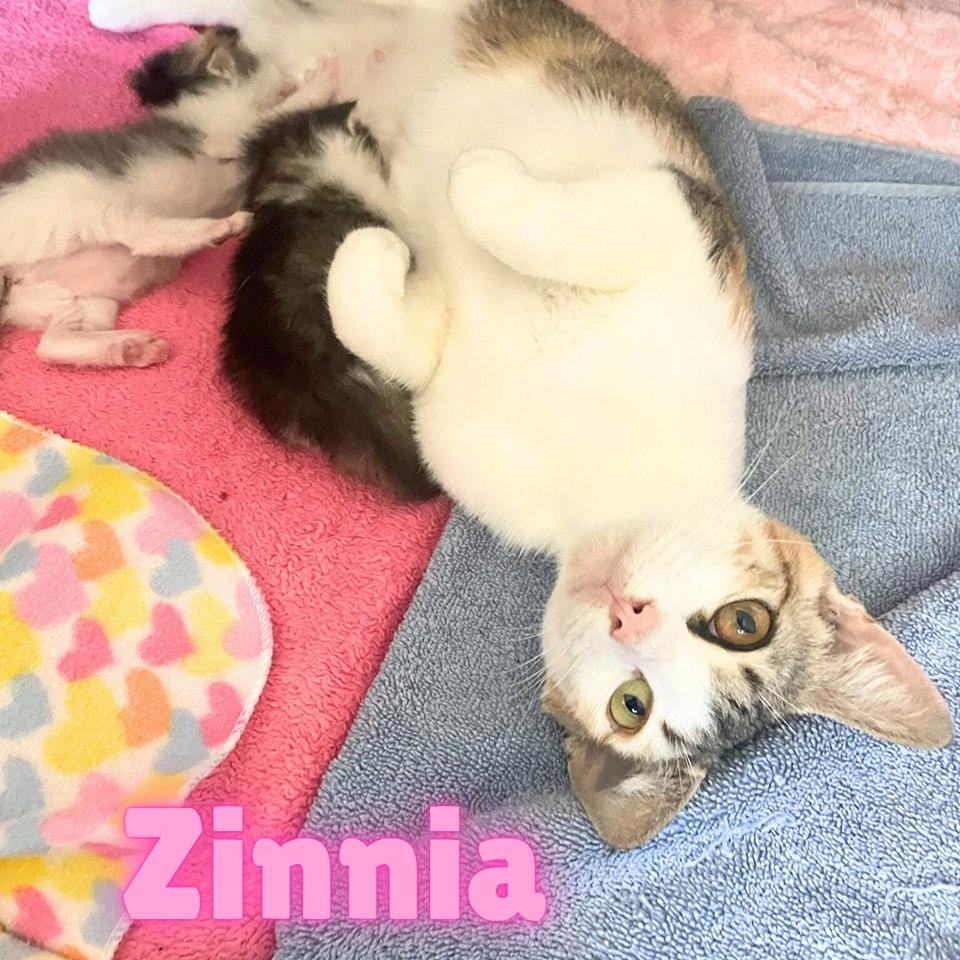 Cat for adoption - Zinnia *Can be only cat- gorgeous calico*, a ...