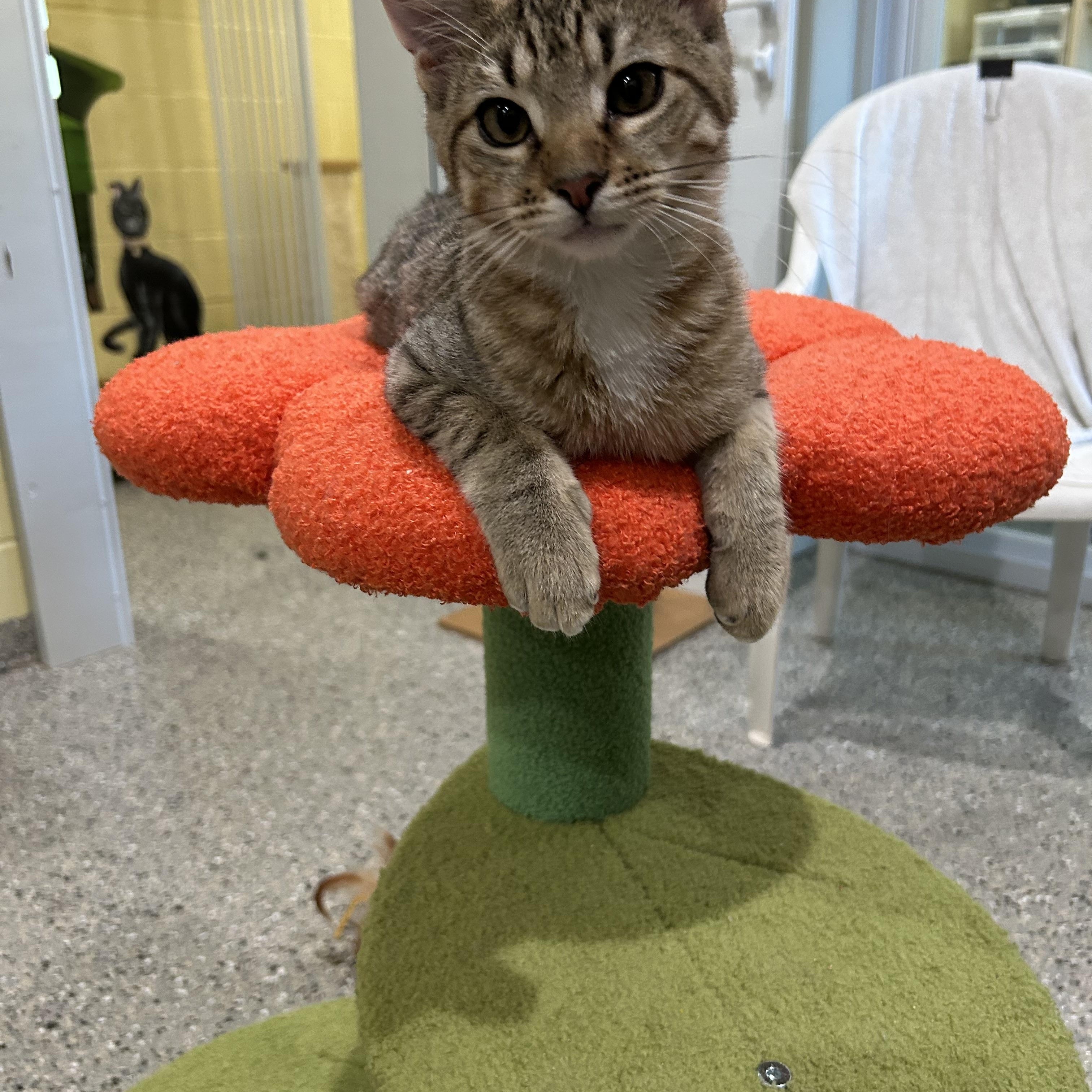 Cat for adoption - Logan, a Tabby in Kinnelon, NJ | Petfinder