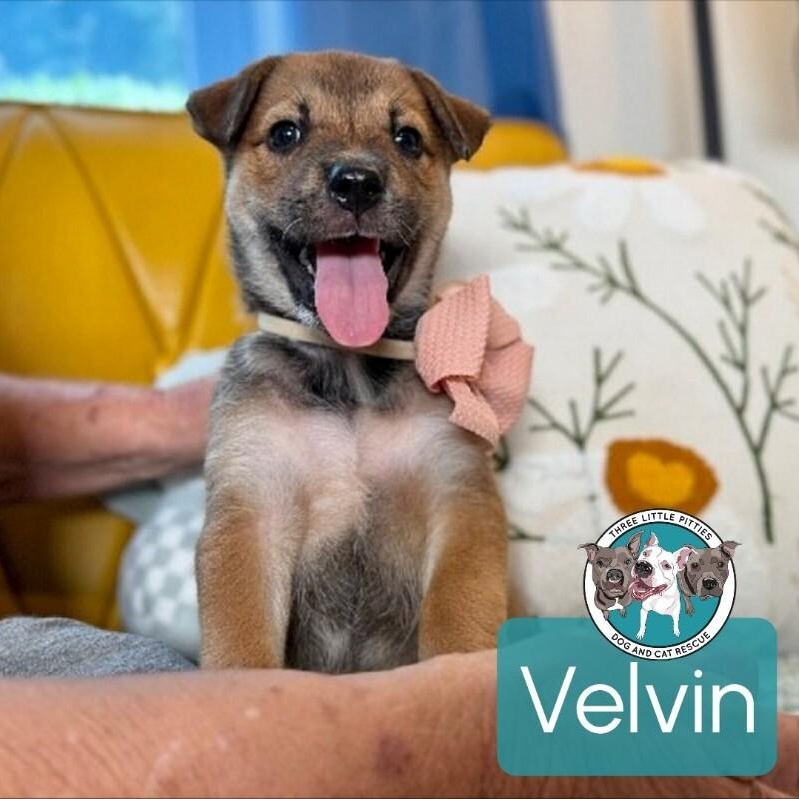Dog for adoption - Velvin Pagel, a German Shepherd Dog & Labrador ...