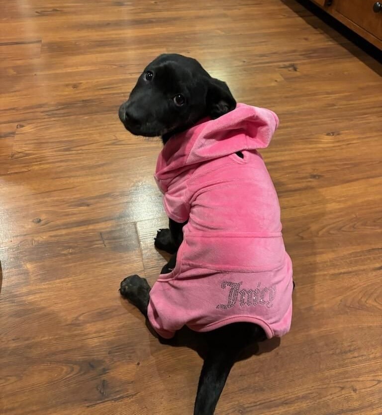 Dog for adoption - Rosita Venus Little Princess, a Terrier & Labrador ...