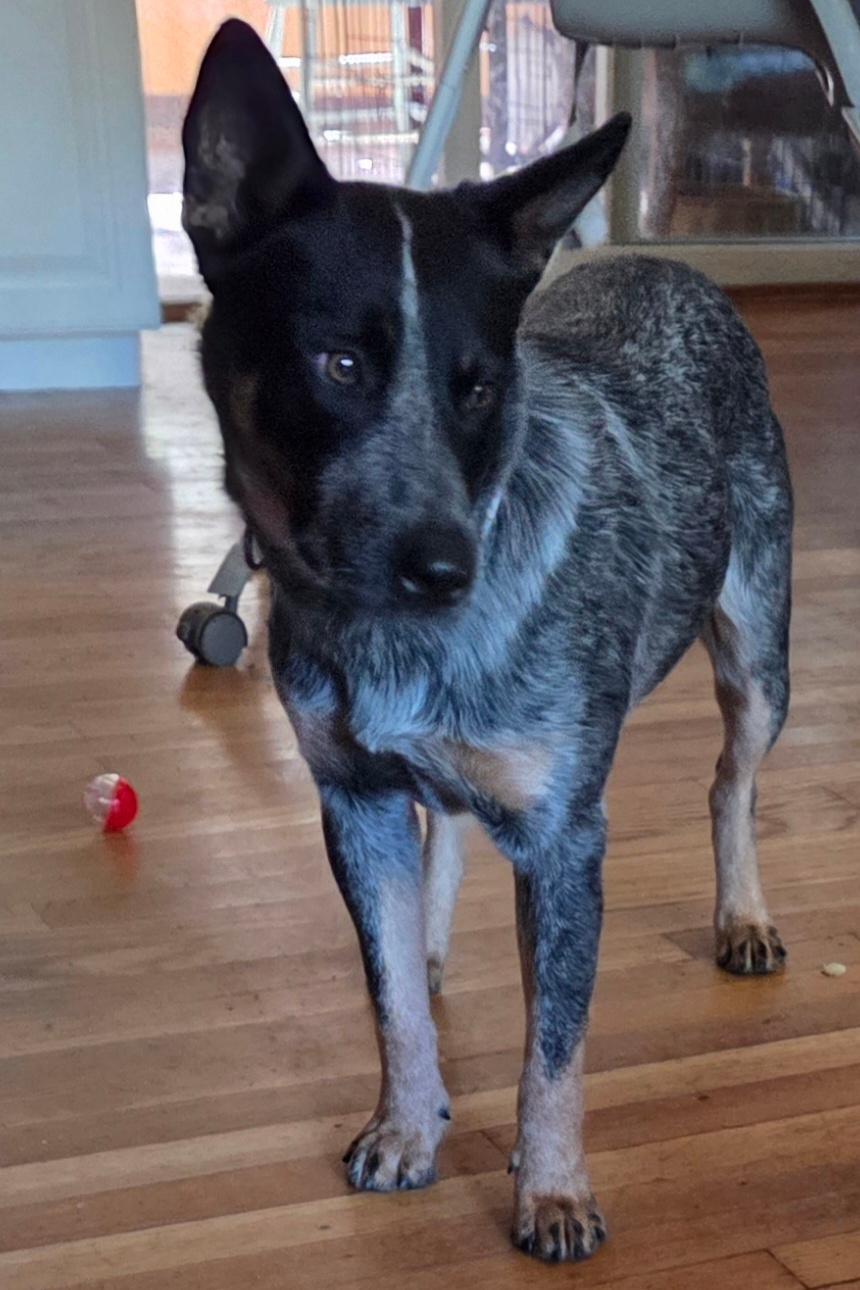 Dog for adoption - Waylon, an Australian Cattle Dog / Blue Heeler in ...