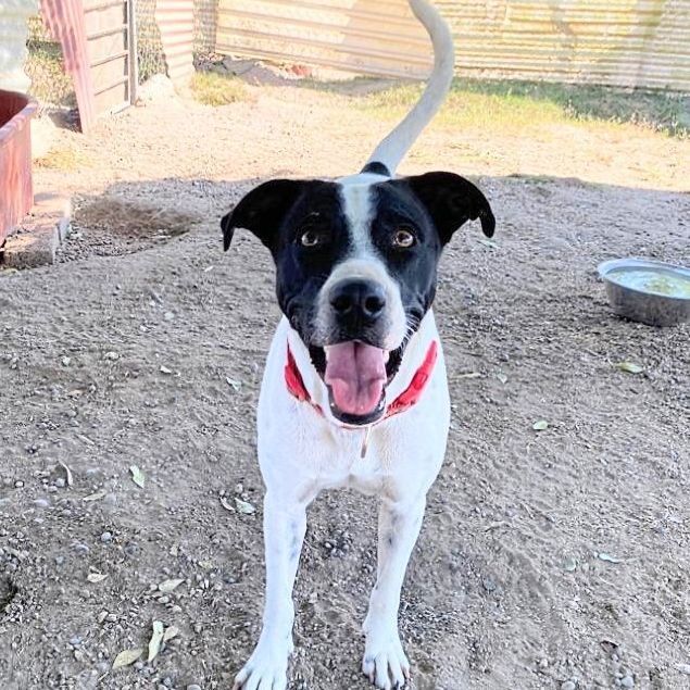 Dog for adoption - Popi, a Mixed Breed in Toronto, ON | Petfinder