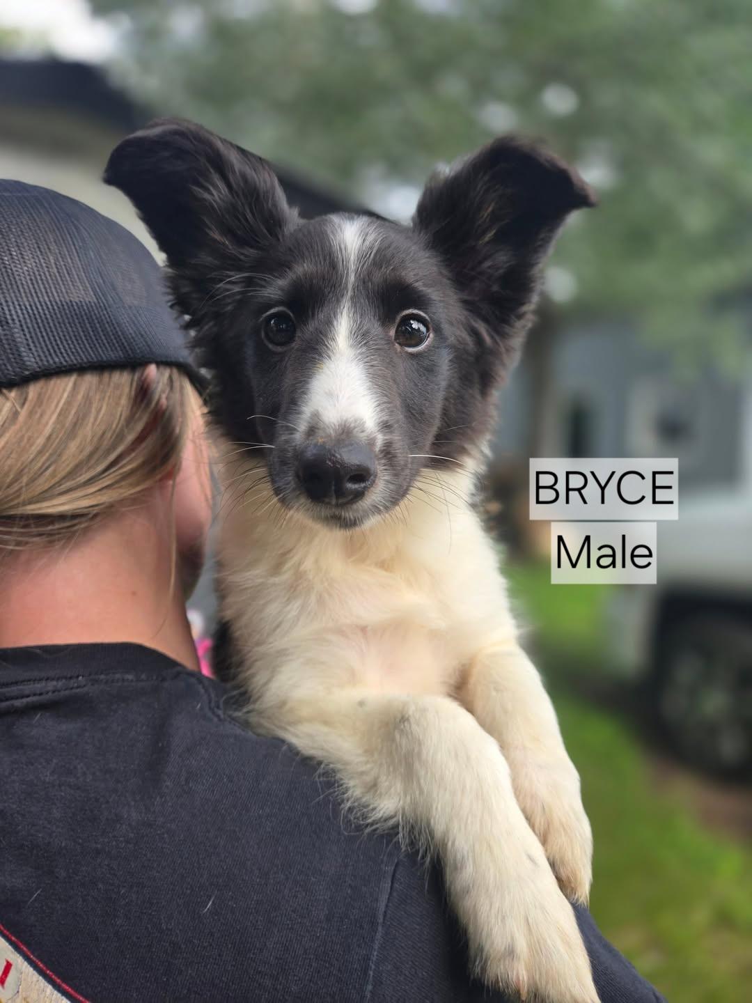 Dog for adoption - Bryce, a Shetland Sheepdog / Sheltie in Rice Lake ...