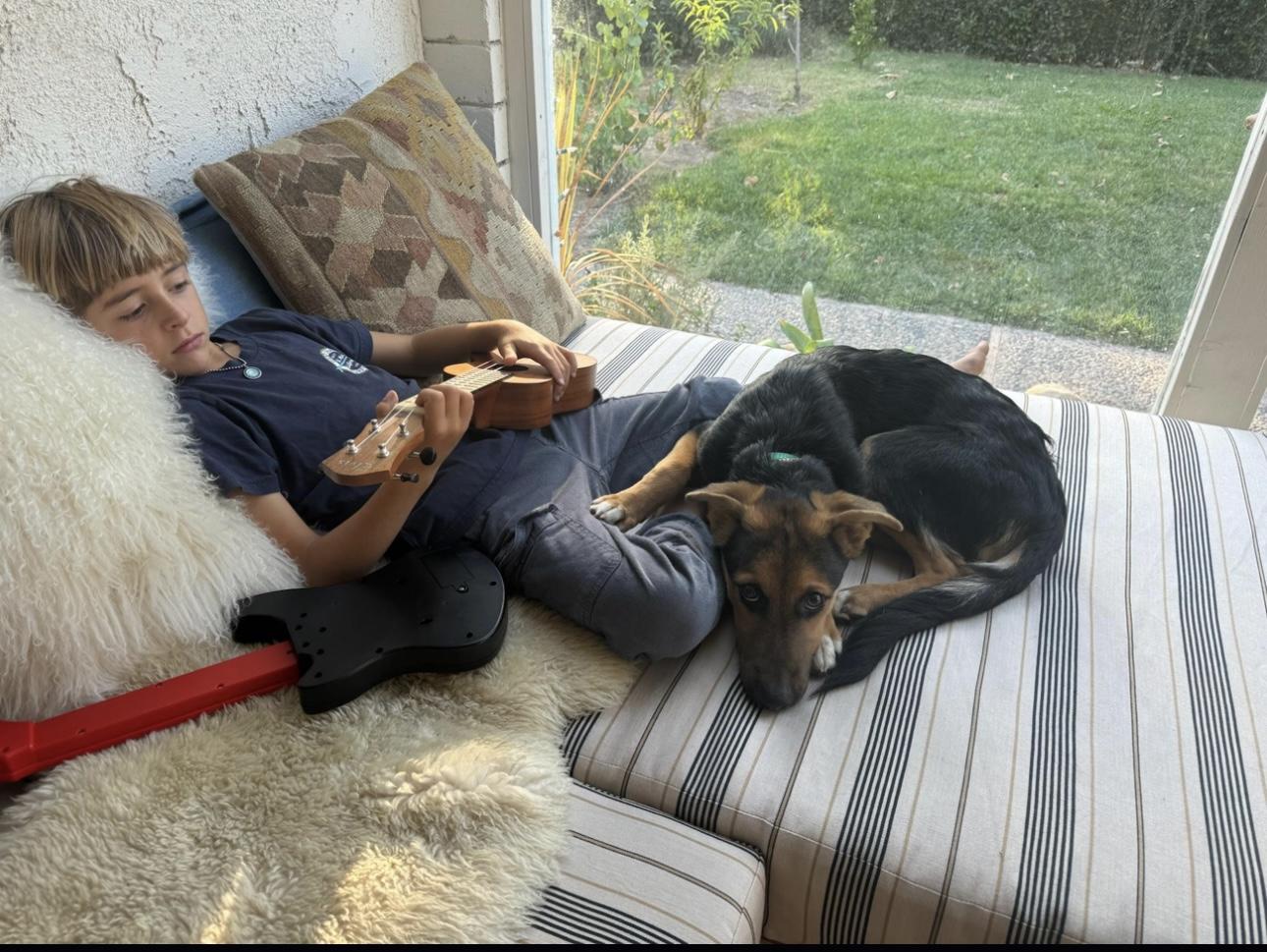 Dog for adoption - Sam, a German Shepherd Dog & Beagle Mix in Irvine ...