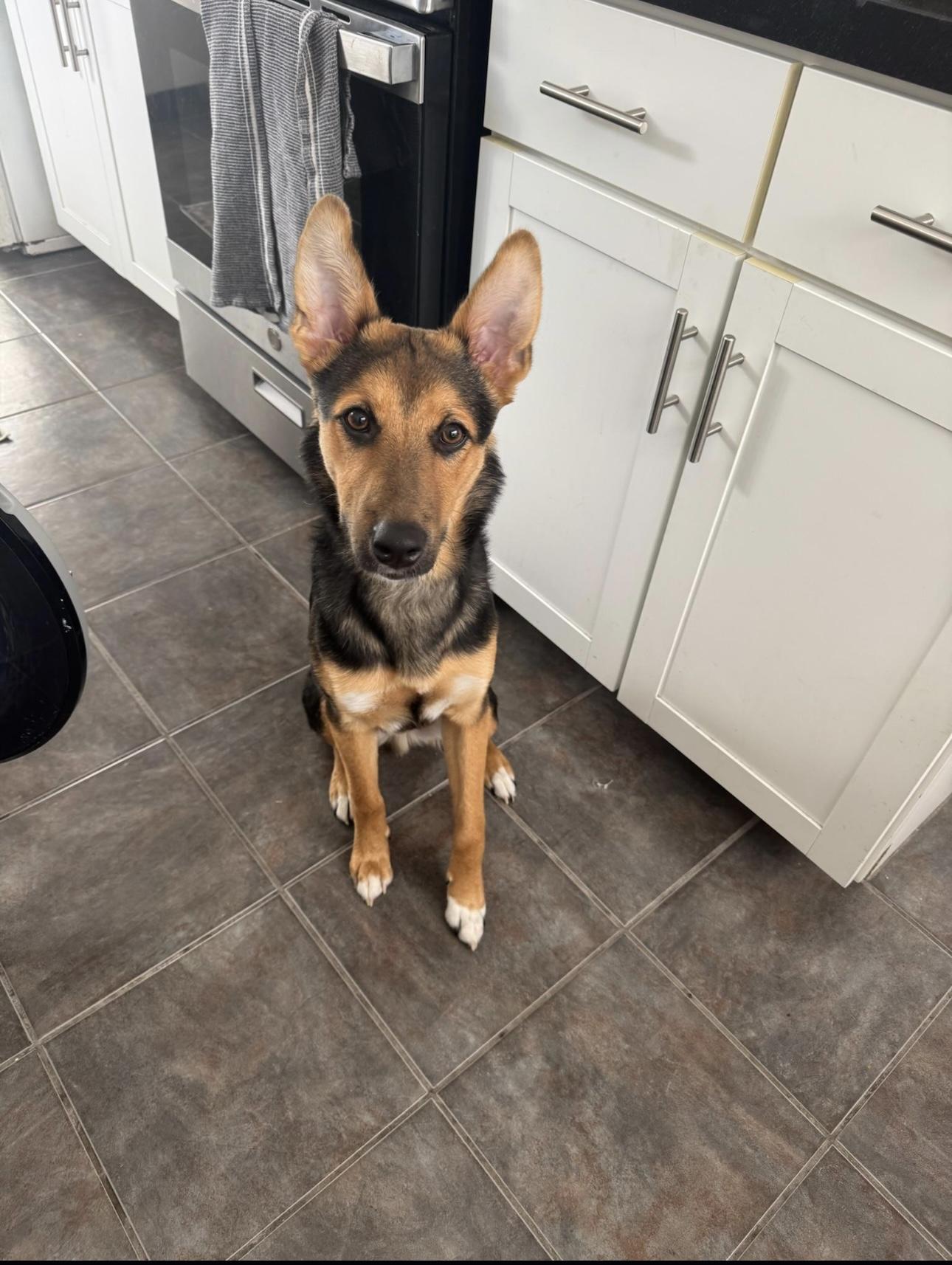 Dog for adoption - Sam, a German Shepherd Dog & Beagle Mix in Irvine ...