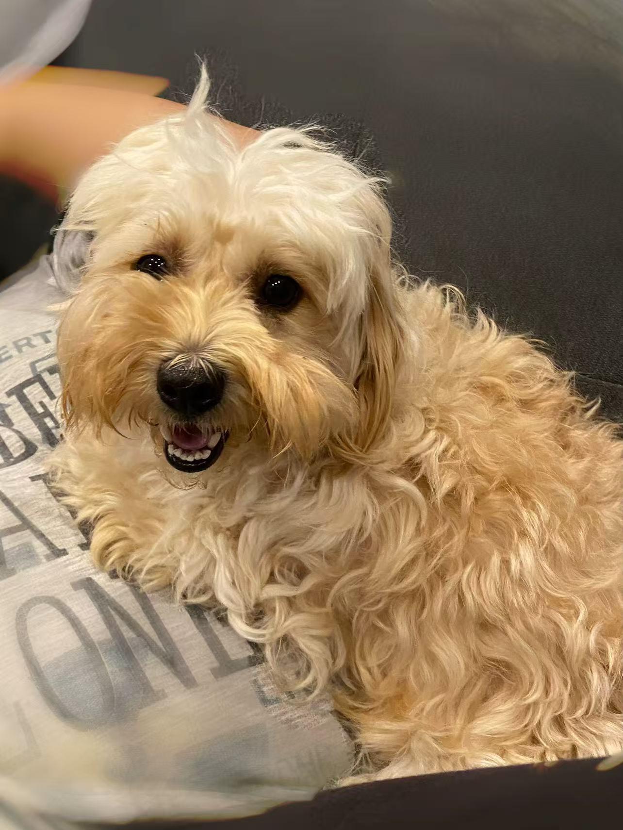 Dog for adoption - Pearl, a Poodle (Toy) Mix in Vancouver, BC | Petfinder