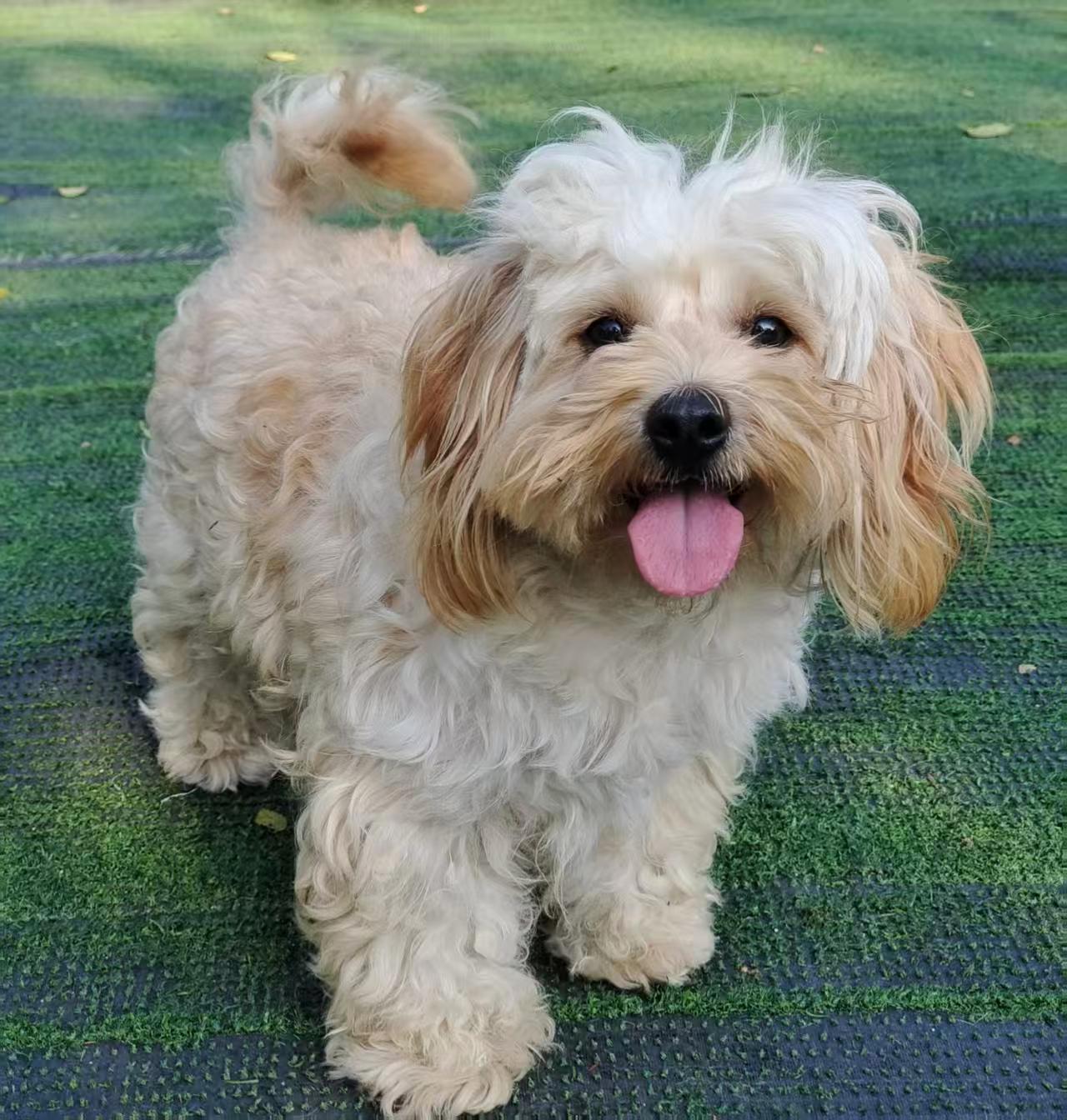 Dog for adoption - Pearl, a Poodle (Toy) Mix in Vancouver, BC | Petfinder