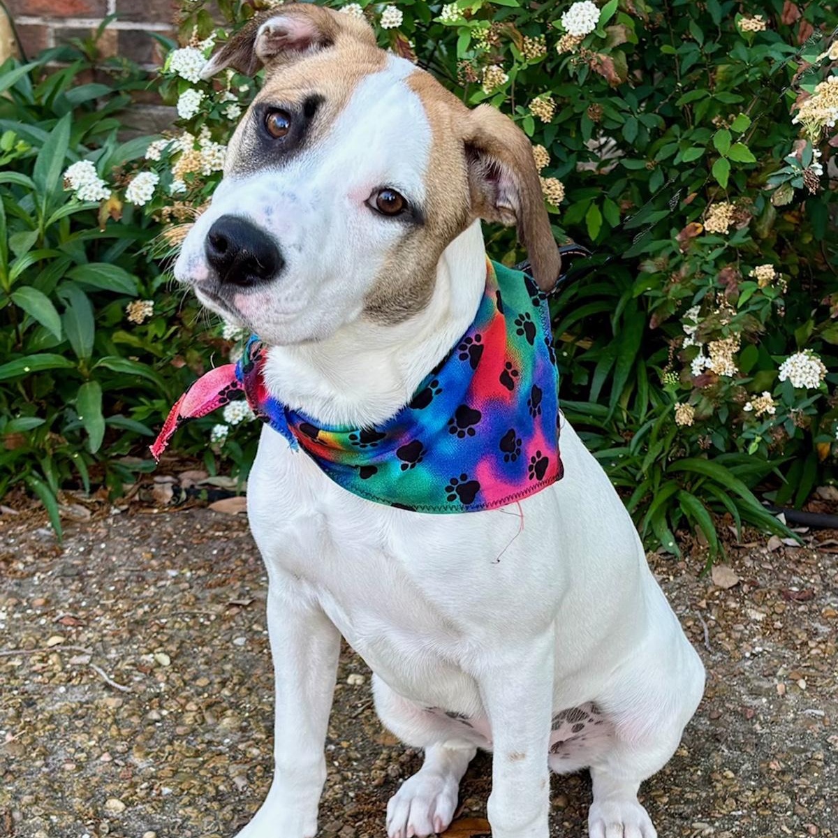 Dog for adoption - GORGEOUS GINNY - SMART AND LOVEABLE!, a Terrier ...