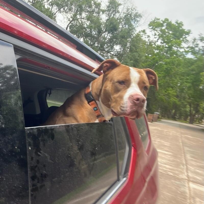 Dog for adoption - Brooklyn Baby the Sweetest Girl Born to be a family ...