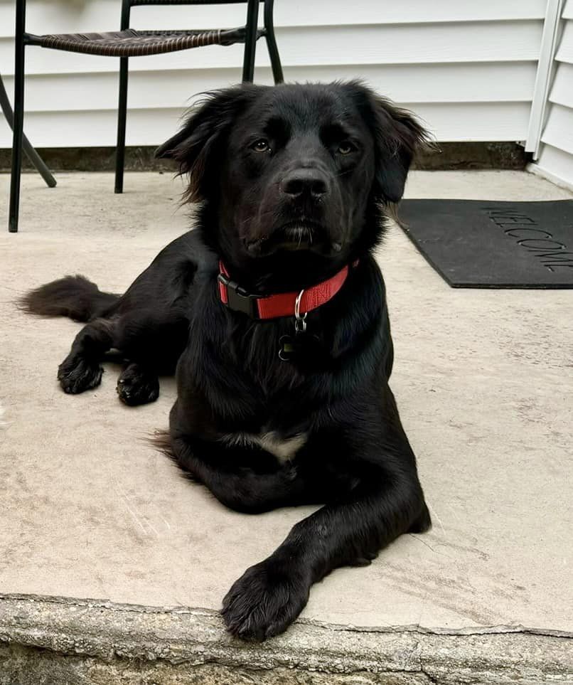 Dog for adoption - Sam - in VT!, a Flat-Coated Retriever in Burlington ...