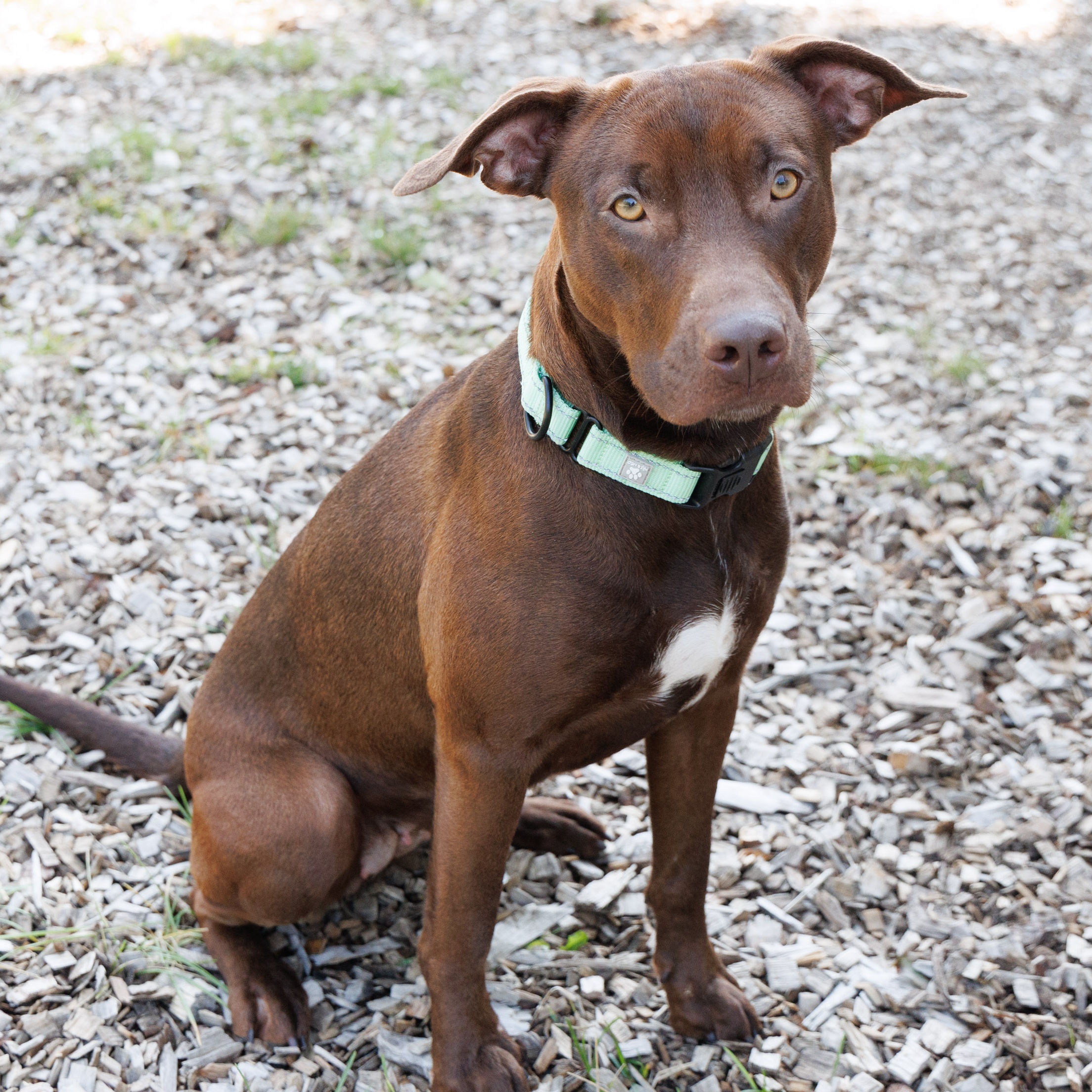 Dog for adoption - Ruby, a Doberman Pinscher & Pit Bull Terrier Mix in Mount Pleasant, MI ...