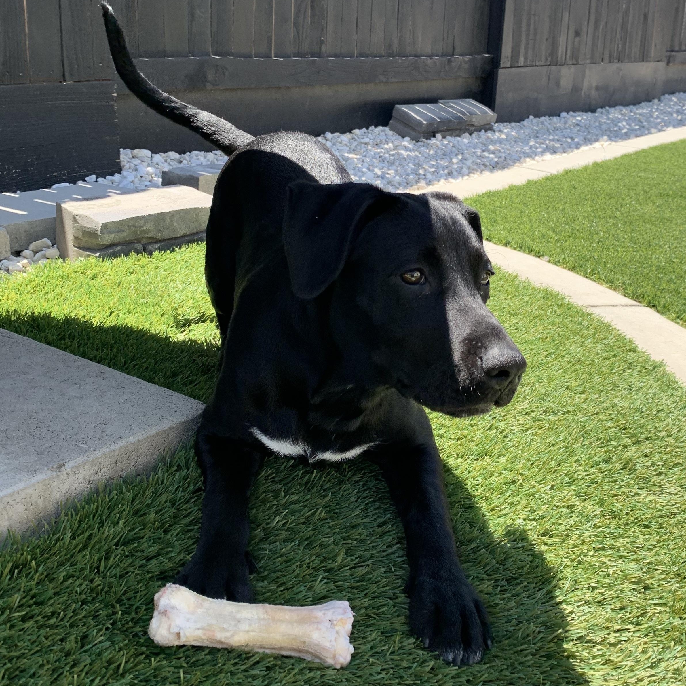 Dog for adoption - Mr. Cuddly Milo, a Labrador Retriever in Santa ...