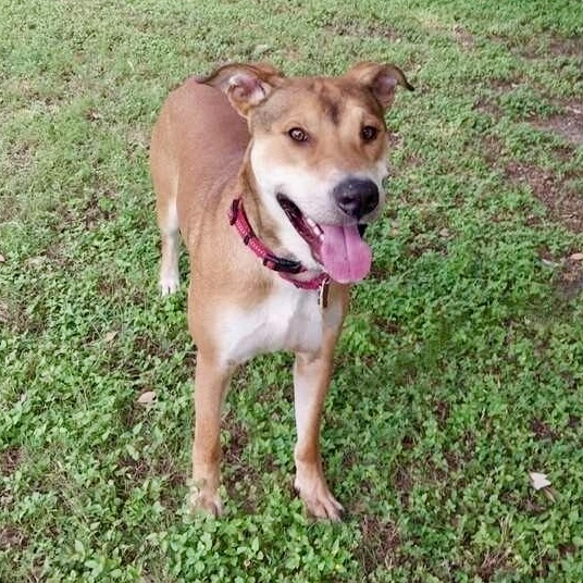 Dog for adoption - Bruno, a Labrador Retriever Mix in Roanoke, VA ...