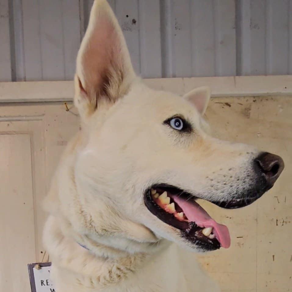 Dog for adoption - Jon Snow, a White German Shepherd & Husky Mix in ...